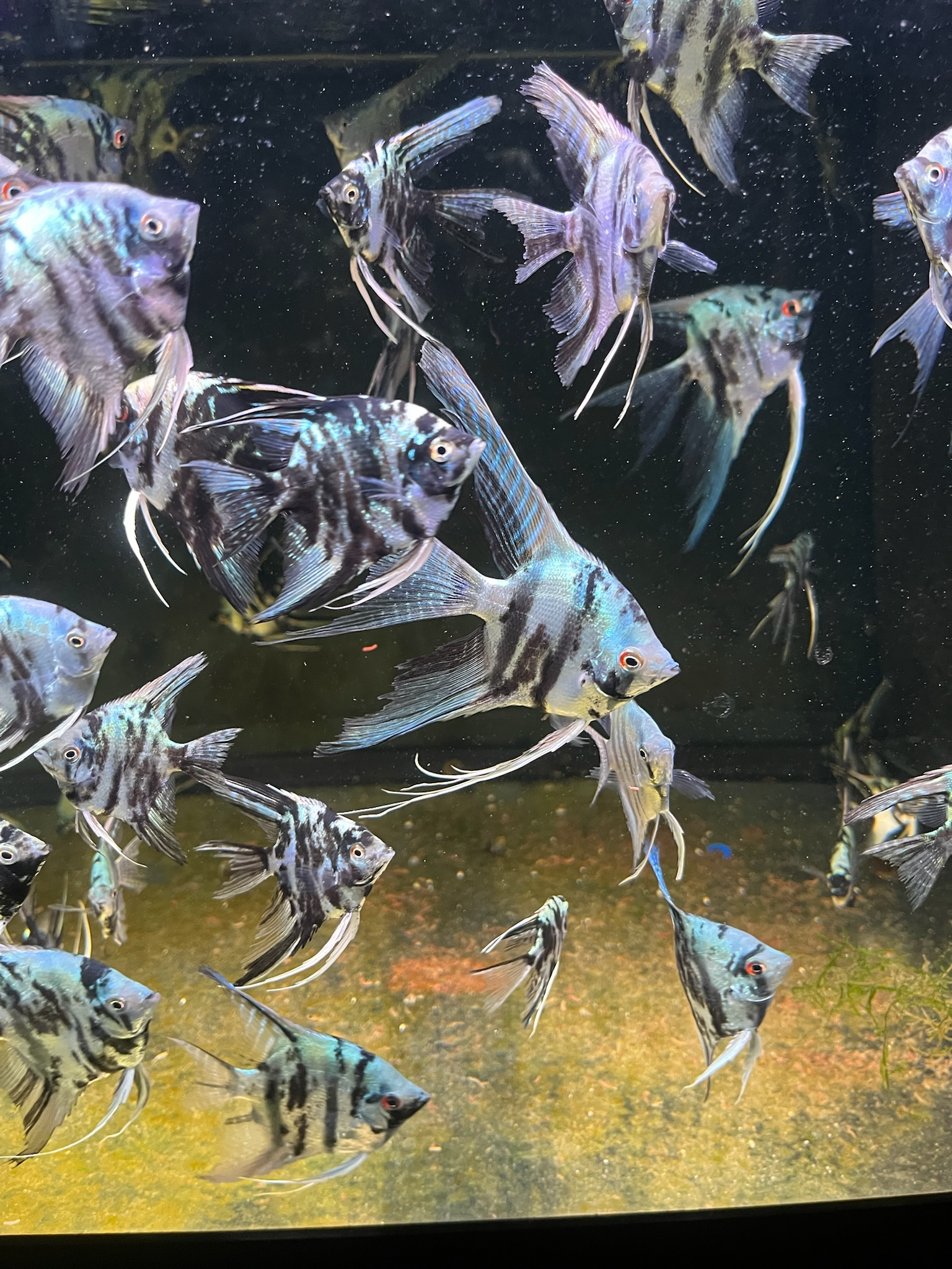 Blue, Pearl Skin, Marble Veil Angelfish 3" – Breeders Select Tropical Fish